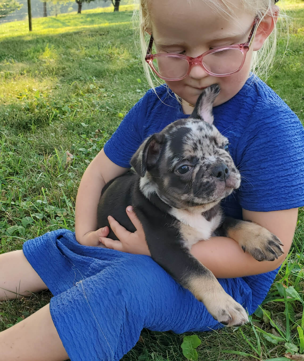 Home | North Shore Frenchies